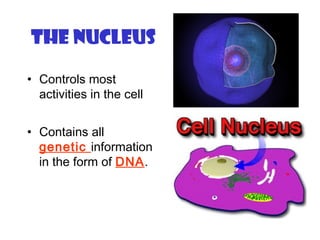 Cell organelles | PPT