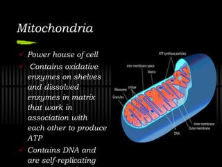 Cell organelles | PPTX