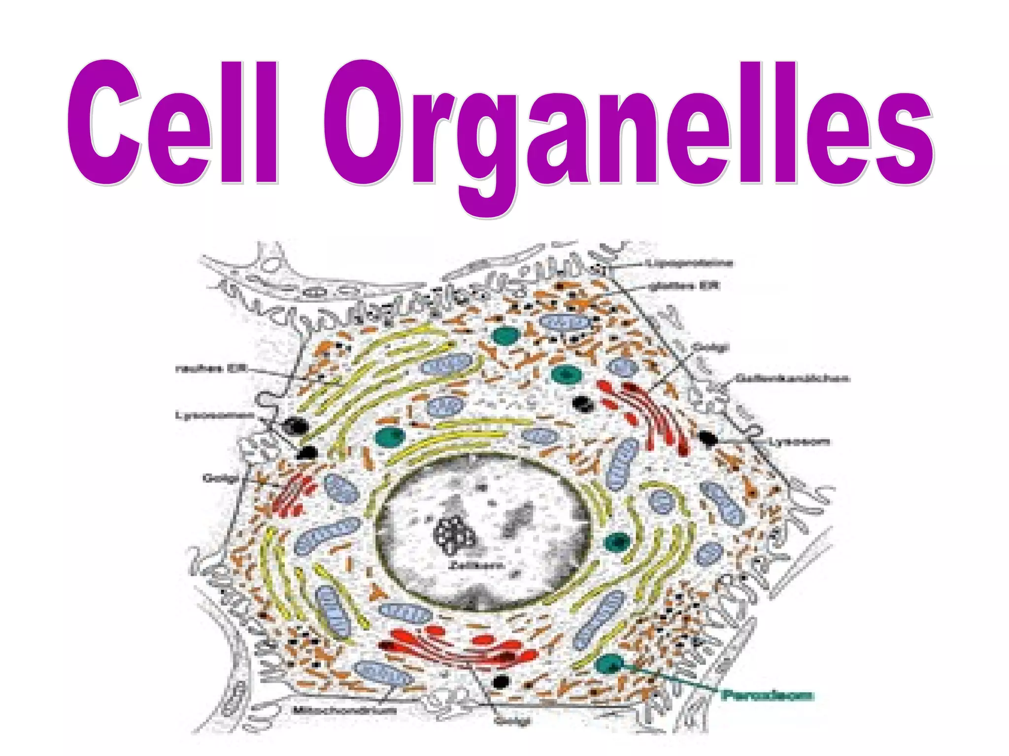 Cell Organelles Notes | PPT