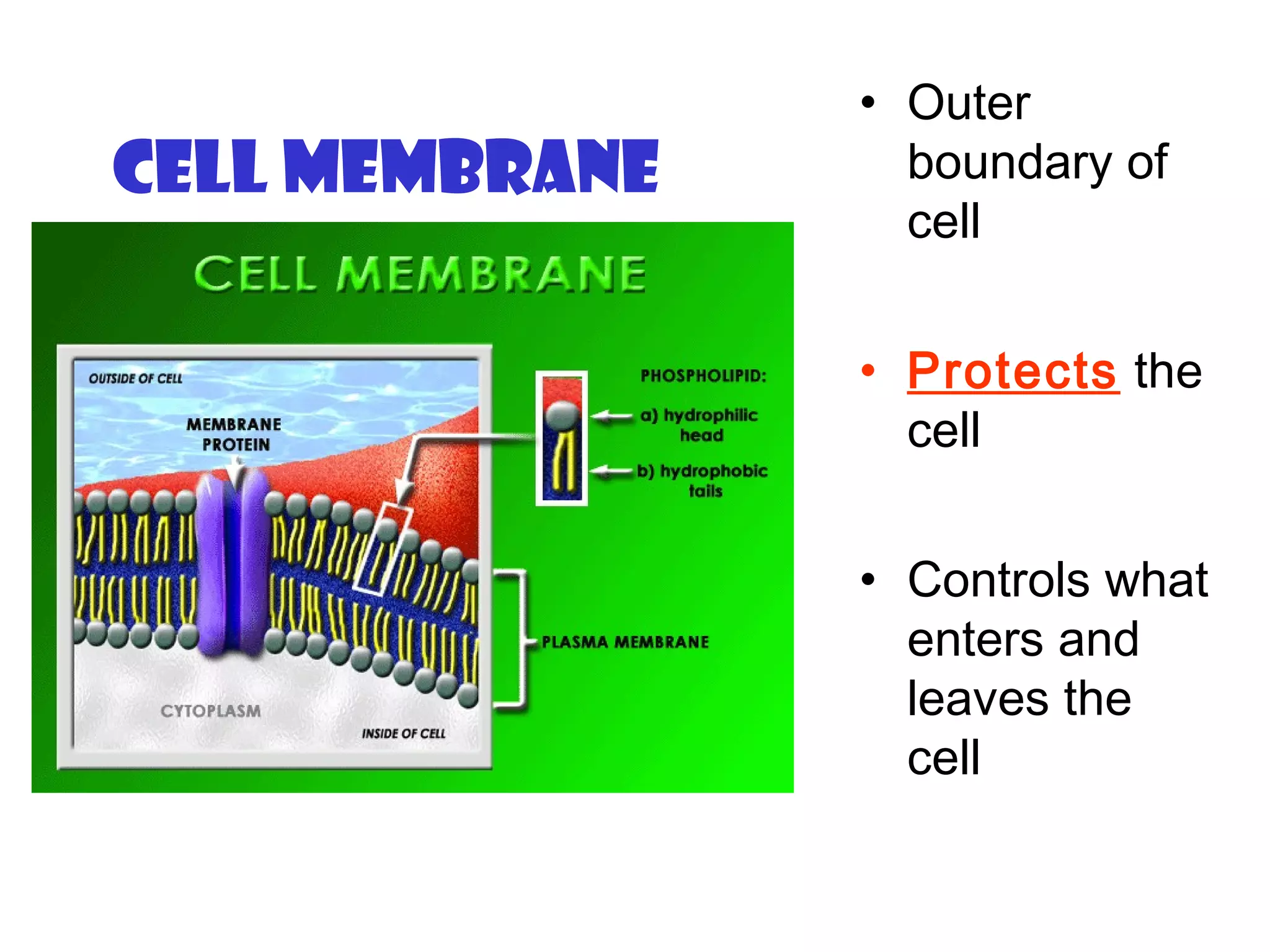 Cell Organelles Notes | PPT