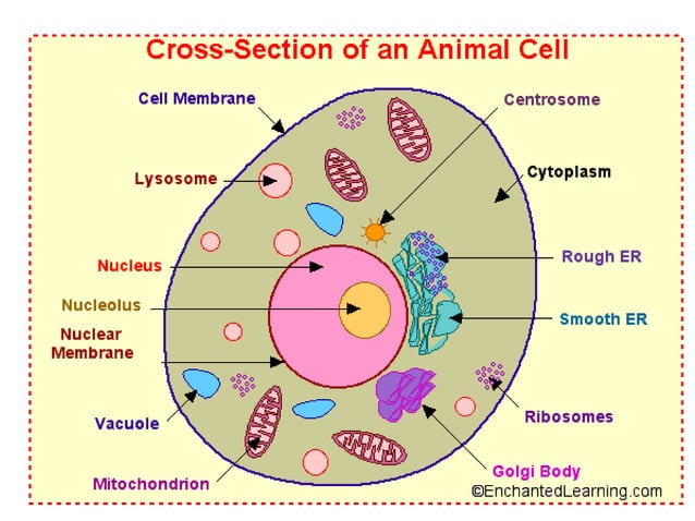 Cell Organelles Notes | PPT