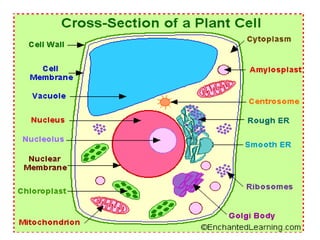 Cell Organelles Notes | PPT