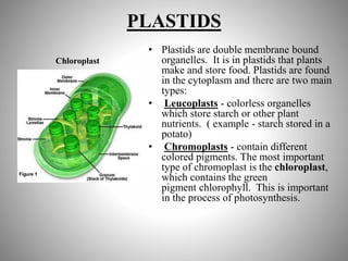 Cell organelles | PPTX