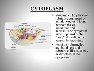 Cell organelles | PPTX
