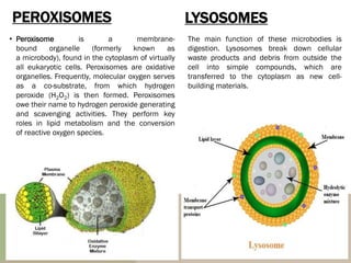 Cell Organelles From Dr Himani Singh Pdf