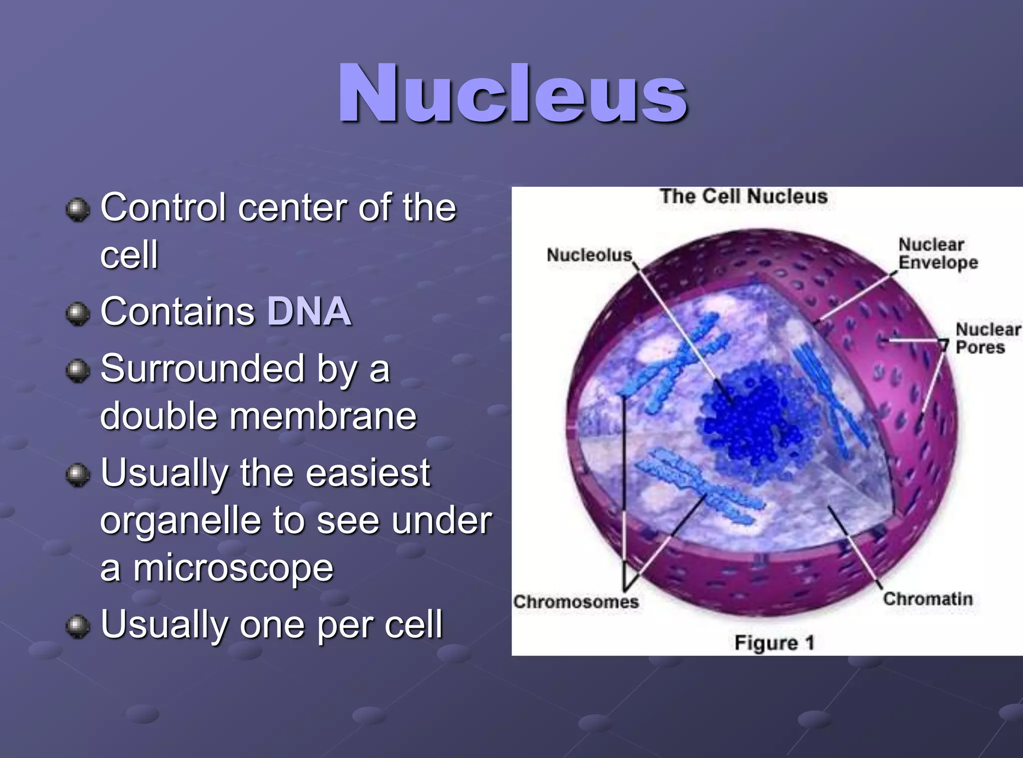 Cell Organelles.ppt