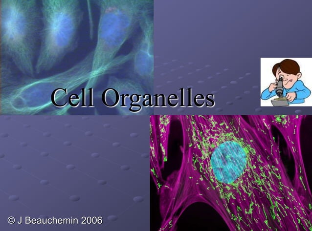 Cell Organelles.ppt