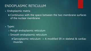 cell organelles.pptx