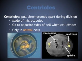 Cell Organelles.pptx