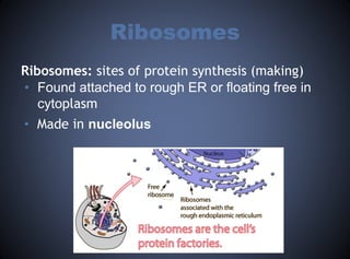 Cell Organelles.pptx