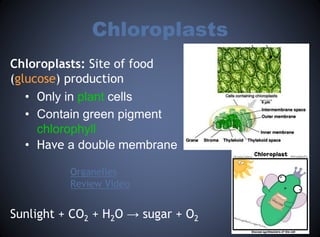 Cell Organelles.pptx