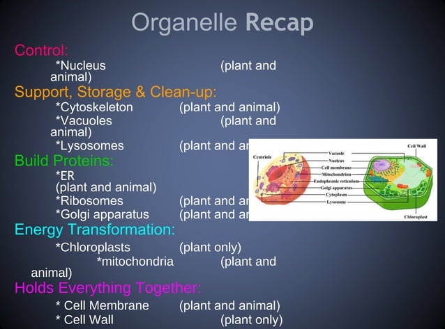 Cell Organelles.pptx