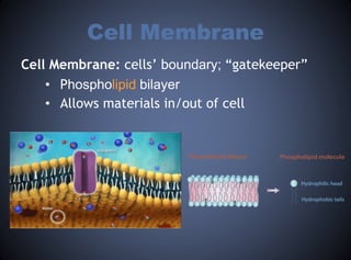 Cell Organelles.pptx