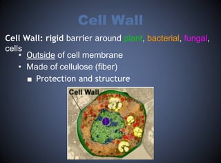 Cell Organelles.pptx