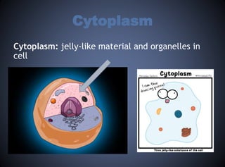 Cell Organelles.pptx