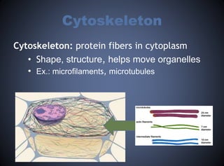 Cell Organelles.pptx