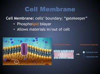 Cell ORGANELLES NCBCHSHSBXC XSB XA X X S | PPT