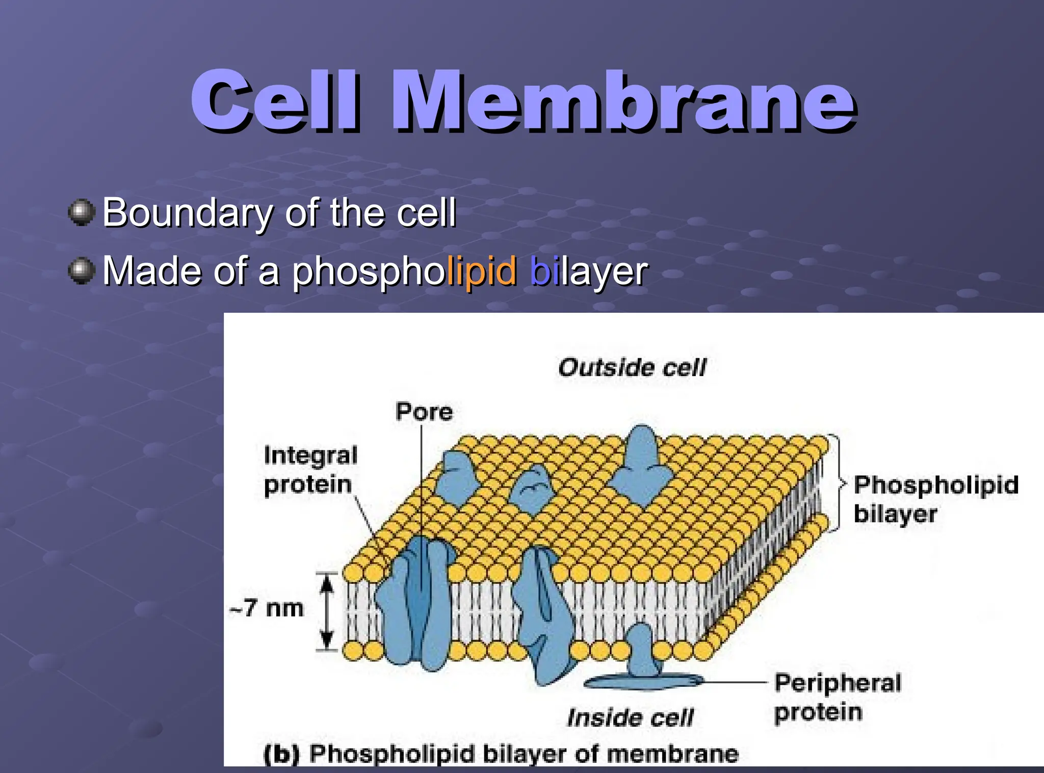 lecture notes on cellular organelles .ppt