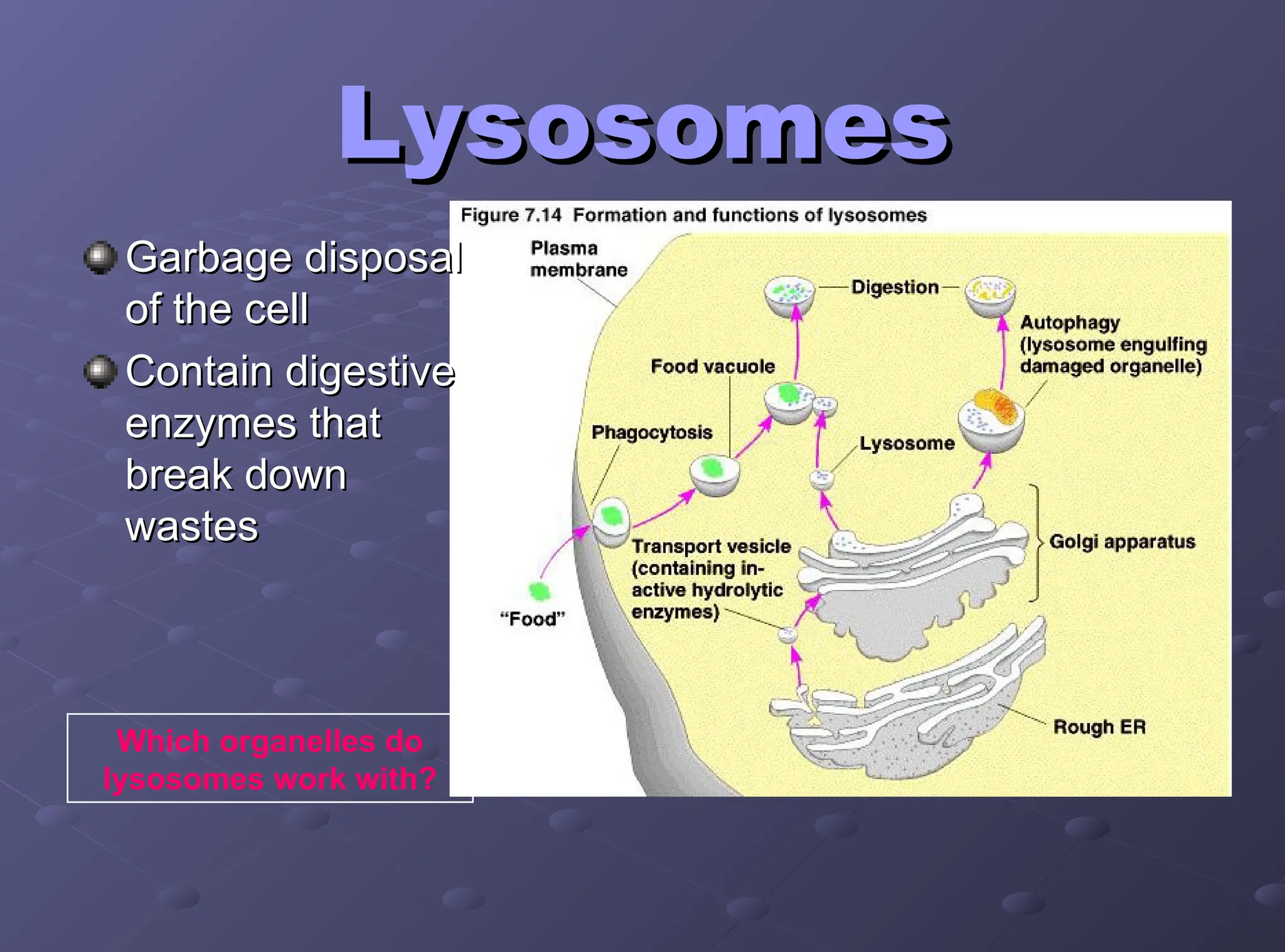 lecture notes on cellular organelles .ppt