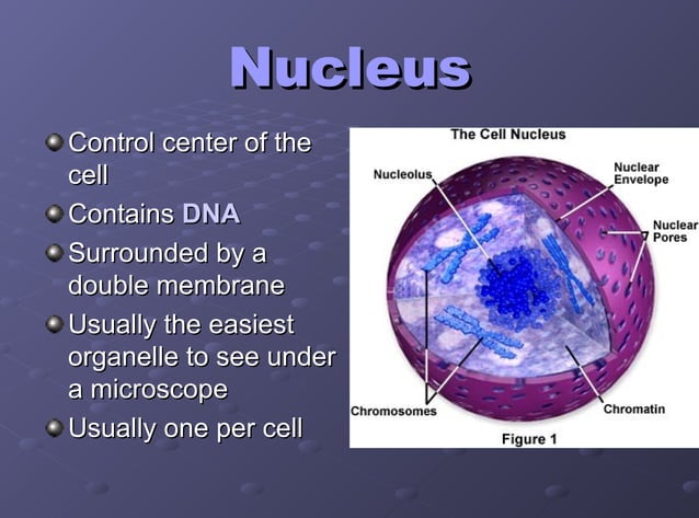 lecture notes on cellular organelles .ppt