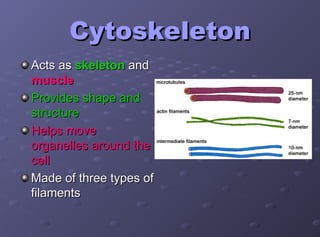 lecture notes on cellular organelles .ppt