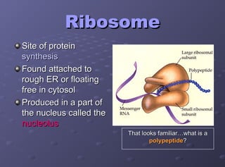 Cell Organelles beserta fungsinya bagi kehidupan | PPT