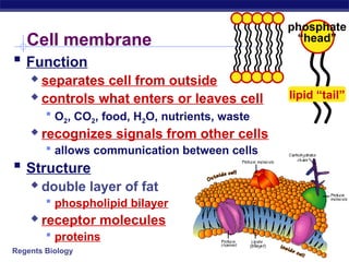 Cell organelles and the cell parts of the cell | PPT