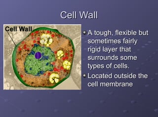 CELL ORGANELLES POWERPOINT PRESENTATION OKOKOK | PPT