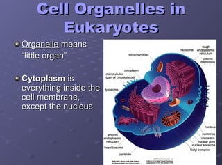 CELL ORGANELLES POWERPOINT PRESENTATION OKOKOK | PPT