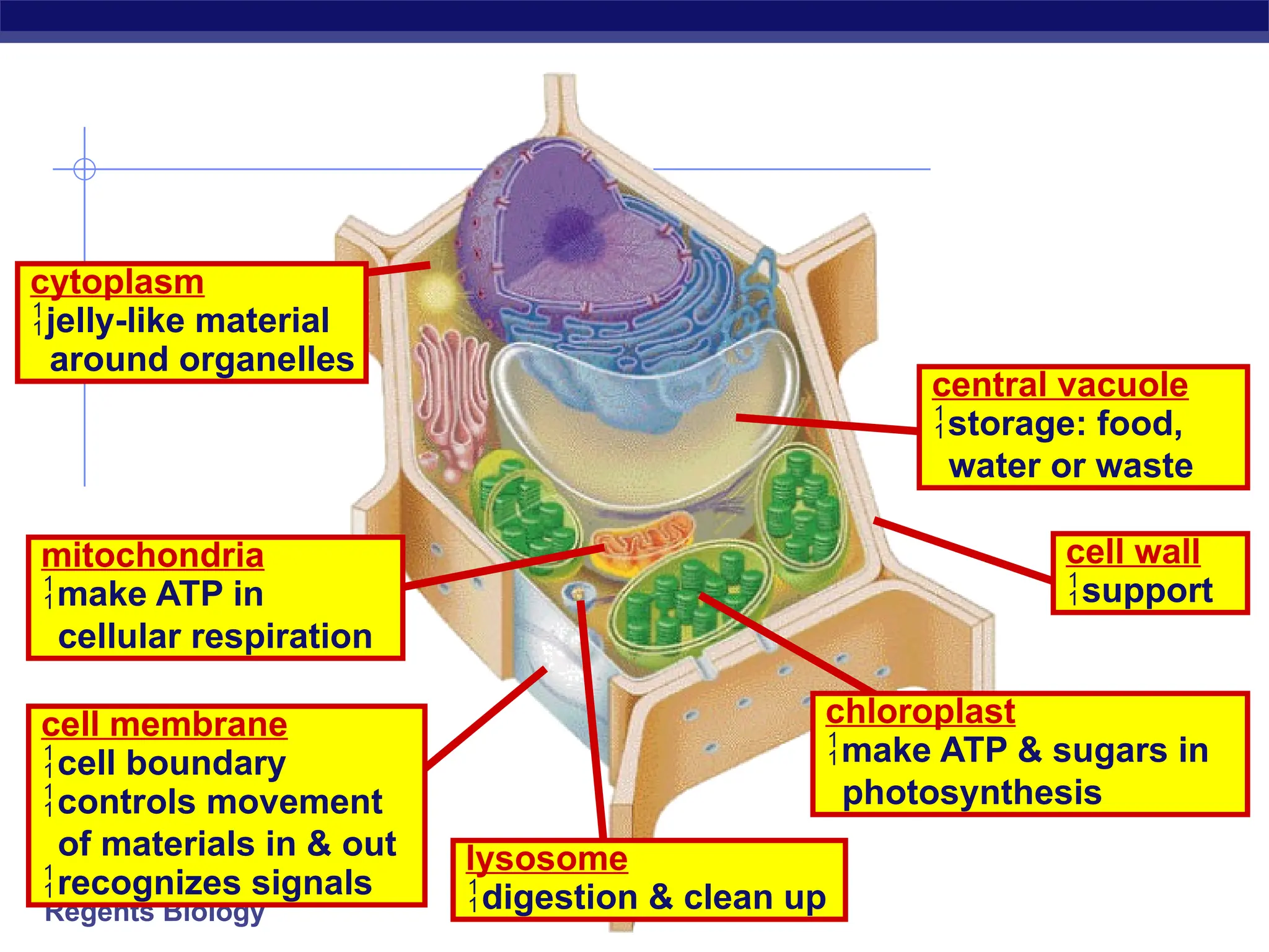 High School Biology: Cell Organelles and lifes work | PPTX