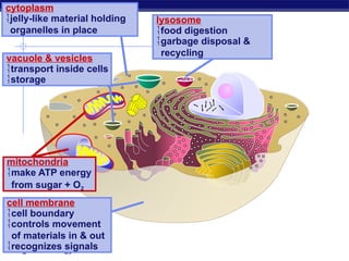 High School Biology: Cell Organelles and lifes work | PPTX