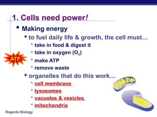 High School Biology: Cell Organelles and lifes work | PPTX