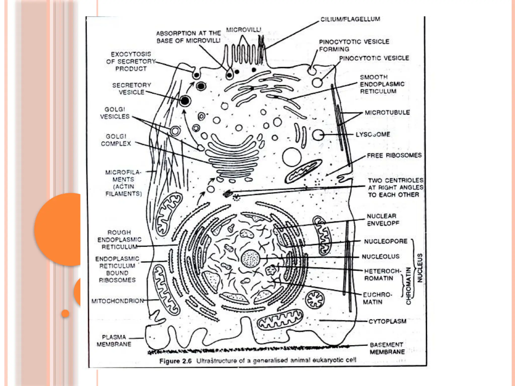 Cell Biology-Eukaryotic cell and its Organelles.pptx