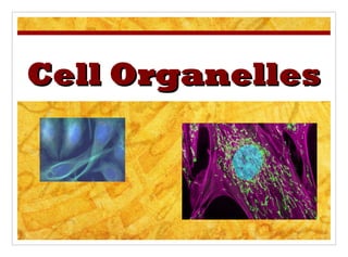 Cell organelles | PPT | Genetics | Science