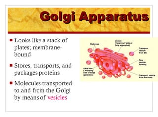 Cell organelles | PPT
