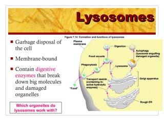 Cell organelles | PPT