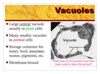 Cell organelles | PPT