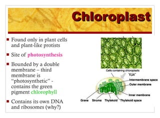 Cell organelles | PPT