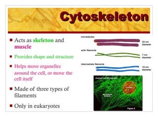 Cell organelles | PPT | Genetics | Science
