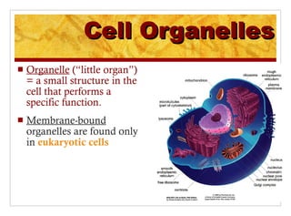 Cell organelles | PPT
