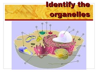 Cell organelles | PPT