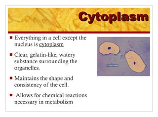 Cell organelles | PPT | Genetics | Science