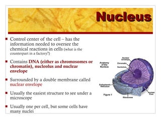 Cell organelles | PPT | Genetics | Science