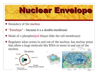 Cell organelles | PPT | Genetics | Science