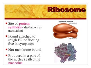 Cell organelles | PPT | Genetics | Science