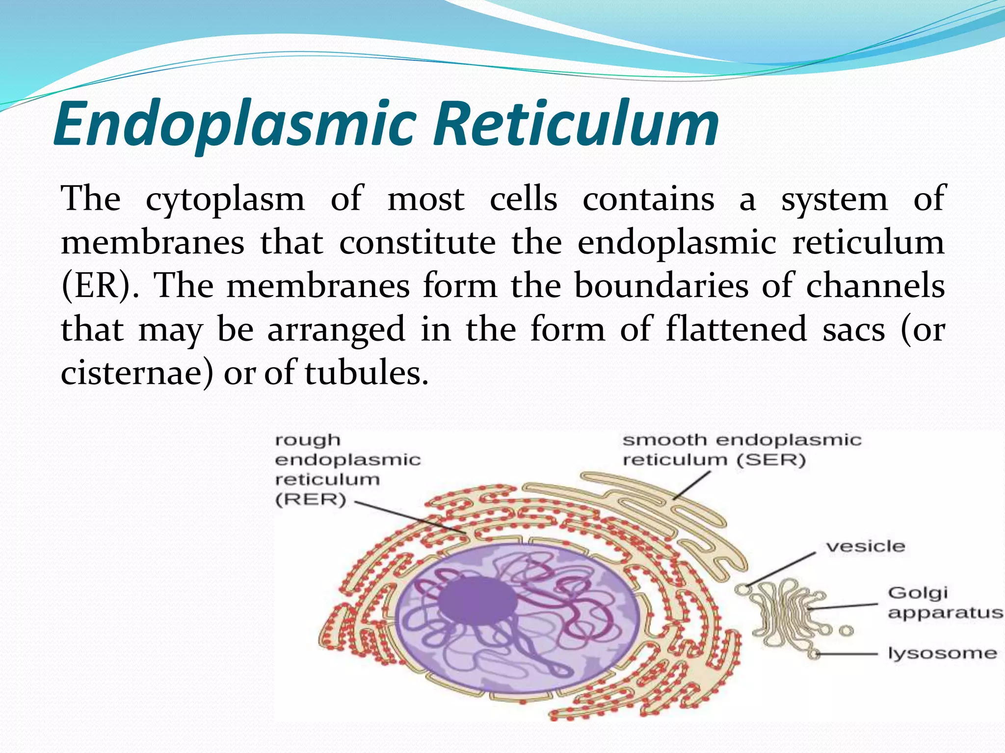 Cell organelles- histology | PPTX