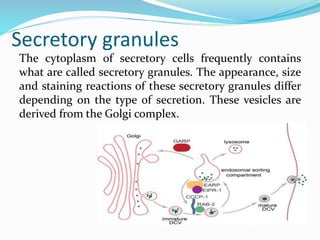 Cell organelles- histology | PPTX