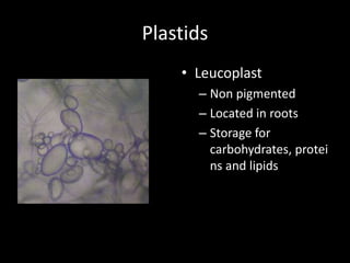 Potato Cell Leucoplast