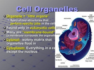cell_organelles-WK1.ppt.mmmjjjjiiuuuyyhh | PPT