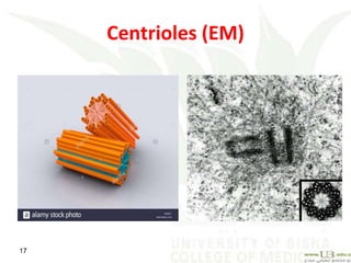 CELL_ORGANELLES (1).pptx